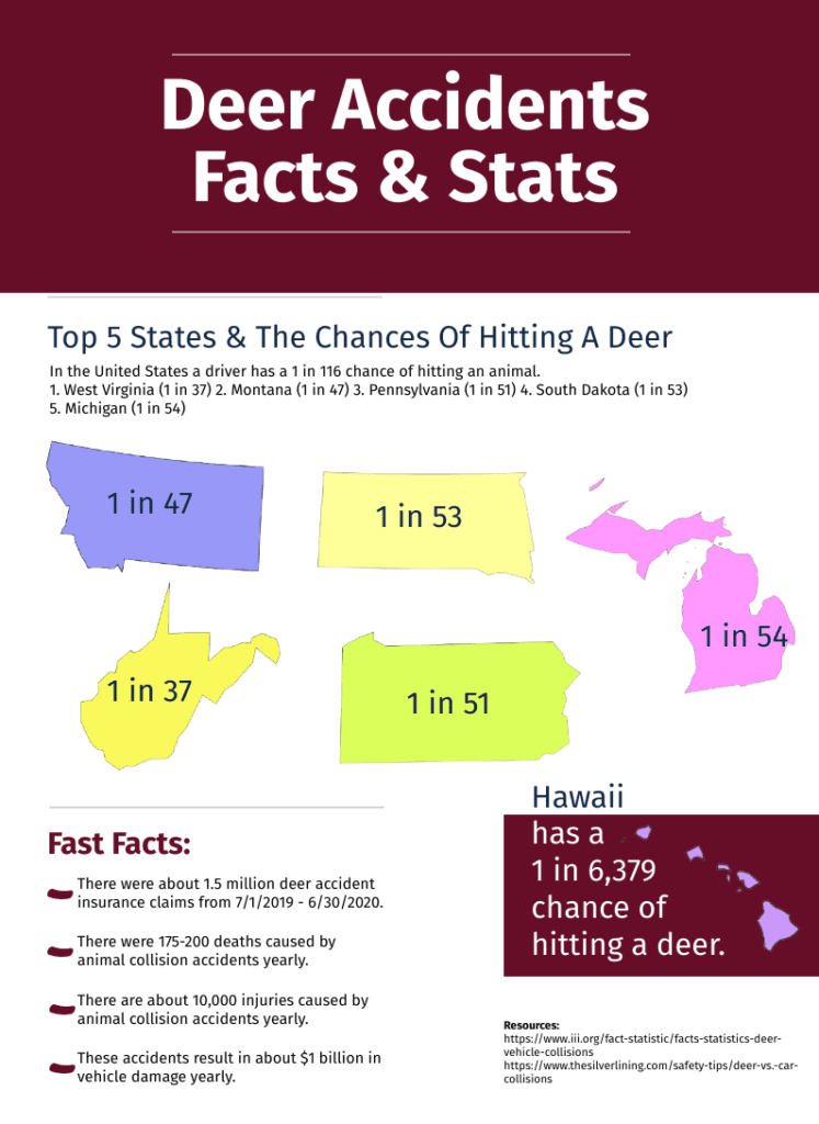 What Should You Do If You Hit A Deer?? - Driver Safety Tips